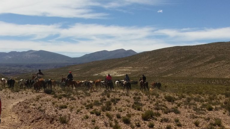 Rodeo en la Puna Jujeña; un hecho cultural que tiene raíces ancestrales ...